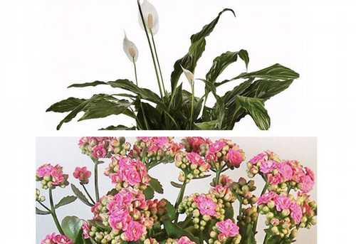 Цветы: Спатифиллум "Верди", Каланхоэ Каландива