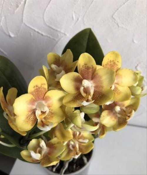 Орхидея фаленопсис желтый шоколад арома