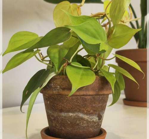 Филодендрон миканс лайм (philodendron micans lime)