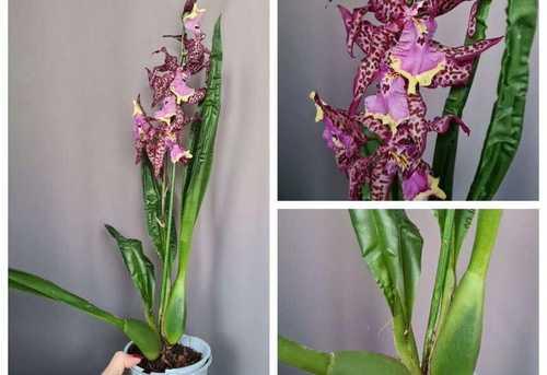 Орхидея камбрия, масдеваллия