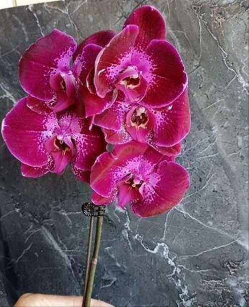 Орхидея фаленопсис крупная Foxtrot, азиатская