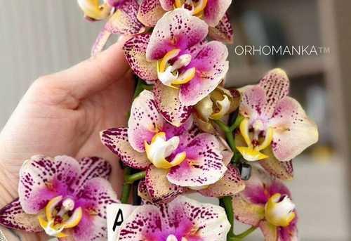 Орхидея фаленопсис Пиниф бабочка