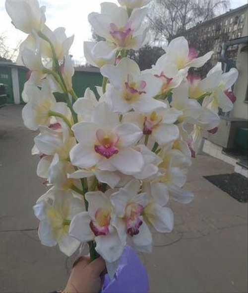Орхидея фаленопсис цимбидиум цена за 1 шт всего5шт