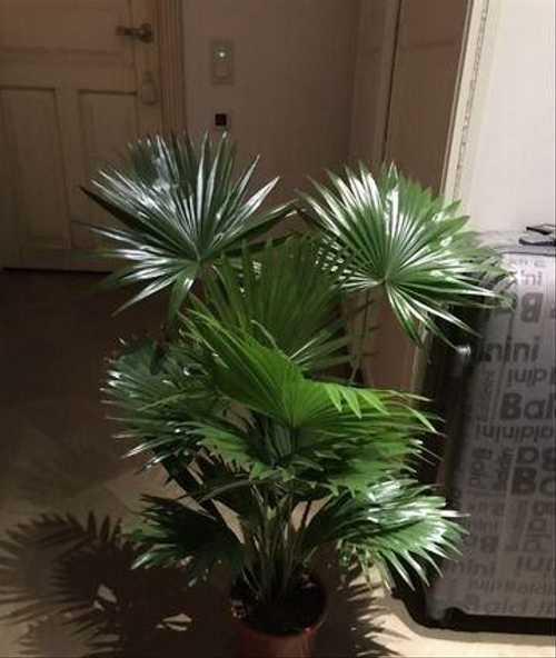 Пальма Ливистона, веерная пальма, в наличии