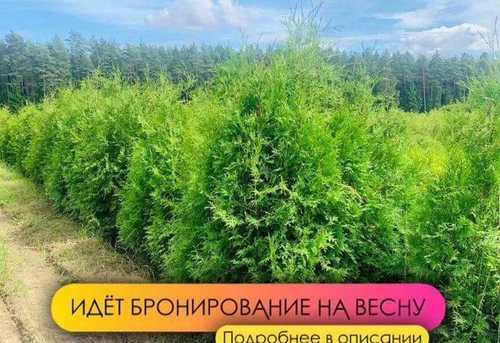 Туя Брабант с доставкой