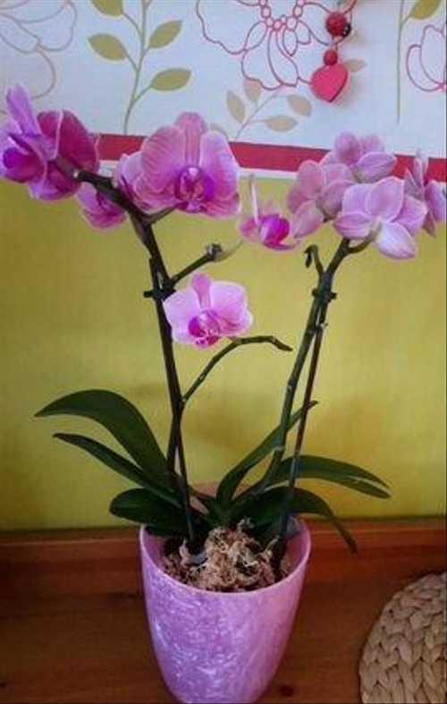 Орхидея Фаленопсис Santa Maria