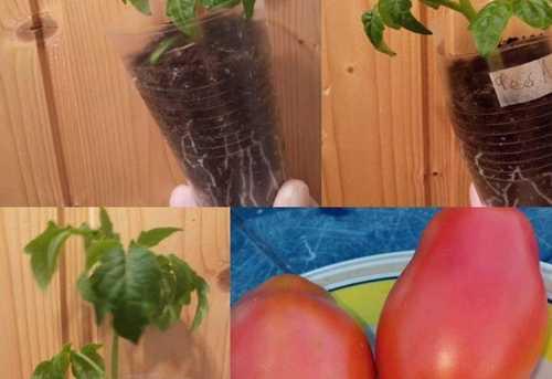 Рассада томатов серии "гном томатный"