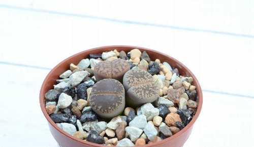 Lithops sp. (Литопс) (SCT28948)