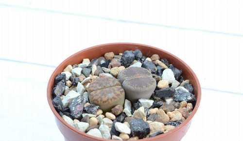 Lithops sp. (Литопс) (SCT28933)