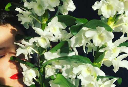 Орхидея Дендробиум нобиле (не цветёт)
