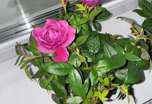 Комнатные розы Кордана