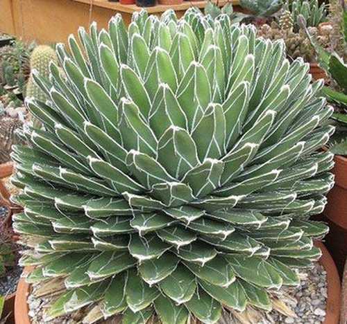 Агава королевы Виктории (Agave victoriae-reginae)