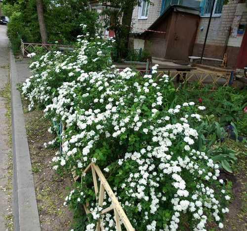 Спирея Вангутта кустарник бесплатно