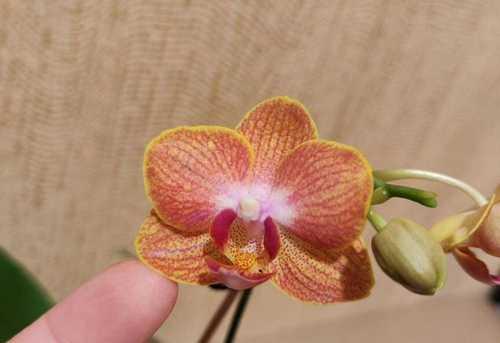 Орхидея фаленопсис Рыжая