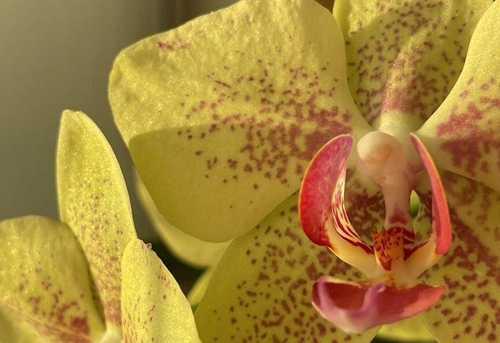 Орхидея фаленопсис "hybrida"