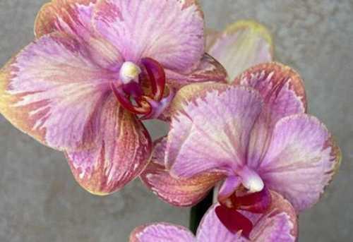Орхидея фаленопсис Surf Song(отцвела)