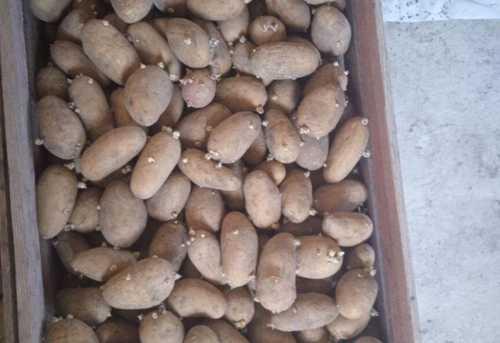Продам картофель семенной