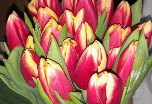 Тюльпаны к 8 марта розница, доставка