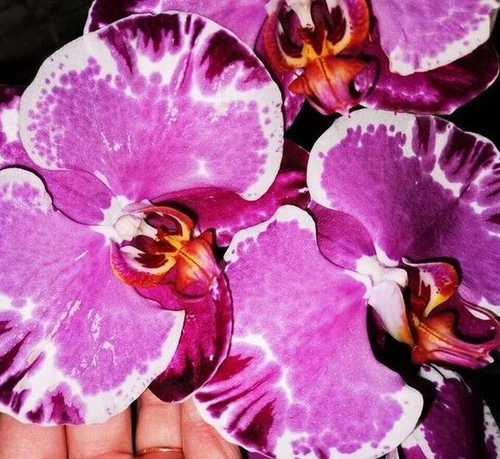 Орхидея фаленопсис Sacrifice каскад, 12+ цветок