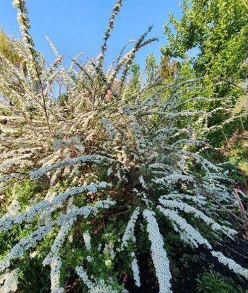 Спирея тунберга для живой изгороди
