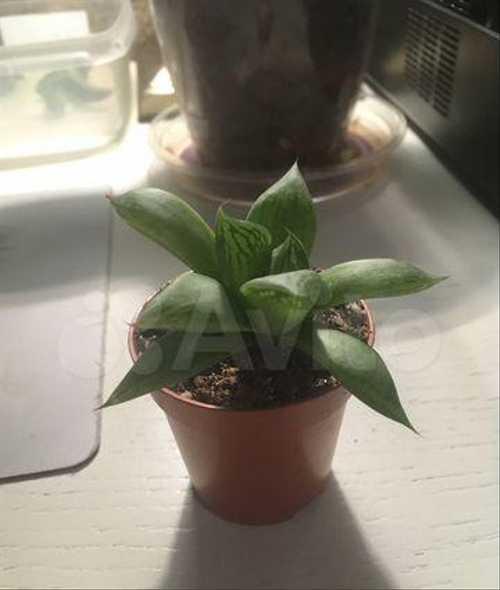Сукулент (Haworthia cooperi)
