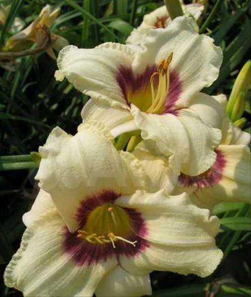 Лилейник Пандорас Бокс, Дабл Риве Вай