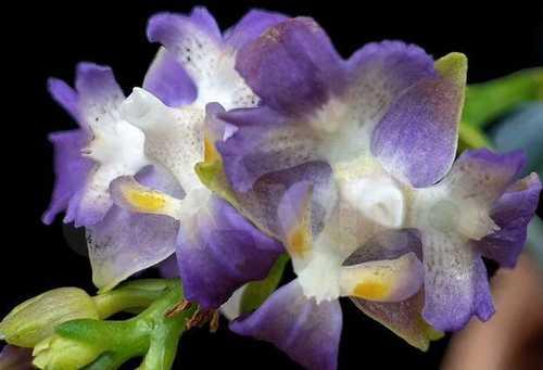 Орхидея Фаленопсис Tying Shin Blue Jay Peloric