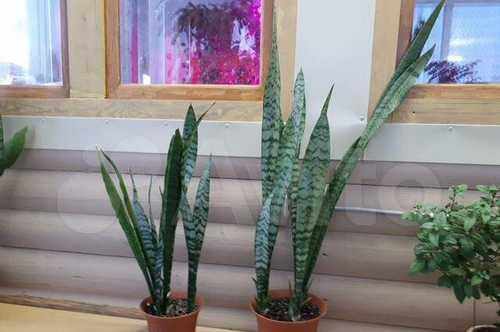 Сансевиерия и другие комнатные растения