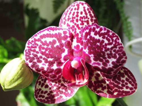 Орхидея сортовая Wild Cat Цветущая