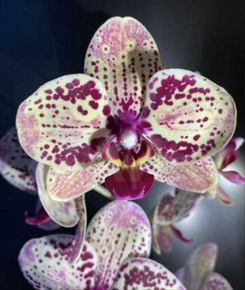 Орхидея фаленопсис, цветущая Frontera