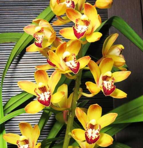 Орхидея Цимбидиум цветущий
