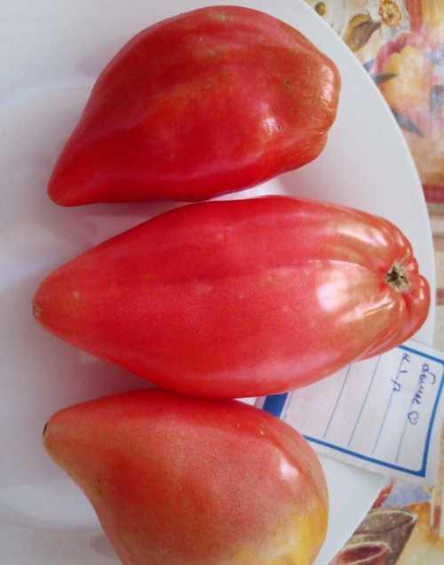 Семена томатов, перцев и пряных трав
