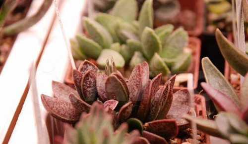 Суккуленты Adromischus Адромискус