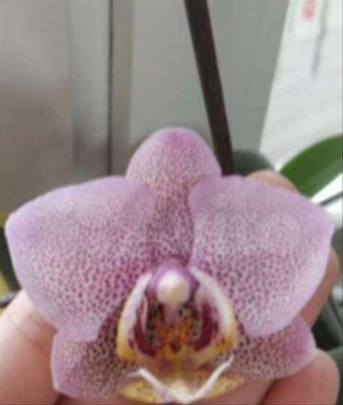 Орхидея фаленопсис Манхэттен