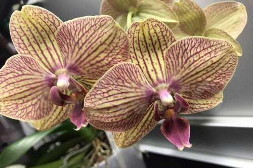 Орхидея фаленопсис KV Beauty ‘5701’