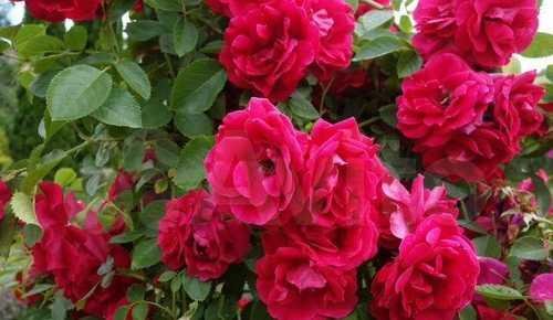 Розы фламентанц и другие плетистые розы