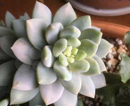 Суккуленты Sedeveria Lilac Mist