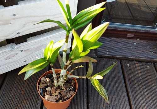 Орхидея дендробиум Кинга
