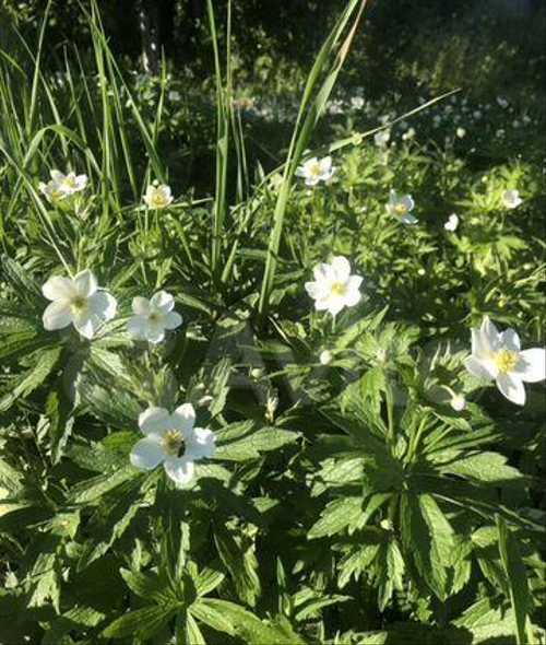 Анемона (цветущий многолетник)
