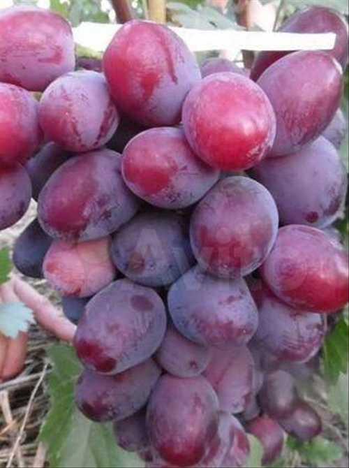 Саженцы винограда Эверест
