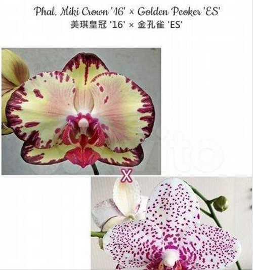 Орхидея Phal. Miki Crown '16' x Golden Peoker 'ES'