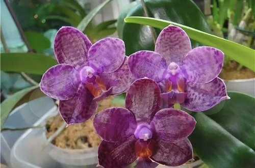 Орхидея phal. I-Hsin Spot Eagle