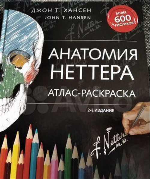 Анатомия Неттера