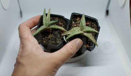 Суккуленты разные