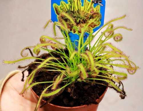 Росянка Капская (Drosera Capensis)
