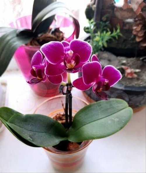 Орхидея фаленопсис мини обмен