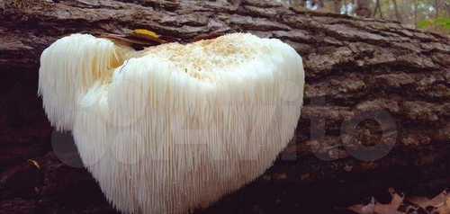 Жидкий мицелий грибов ежевик гребенчатый