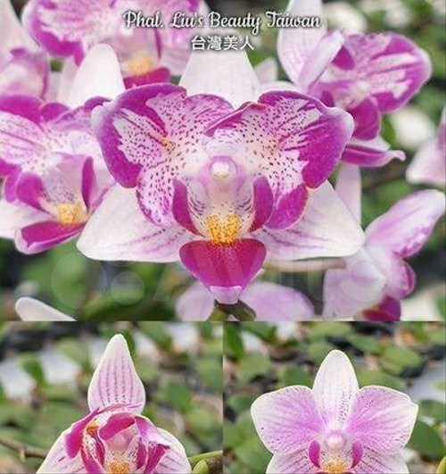 Орхидея Phal. Liu's Beauty Taiwan 2,5" B47