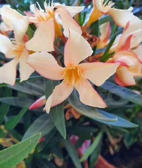 Персиковый Олеандр в горшках 35-45см 95060 цветущи