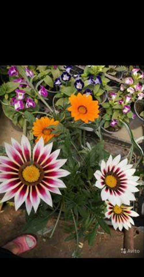 Рассада овощей и цветов